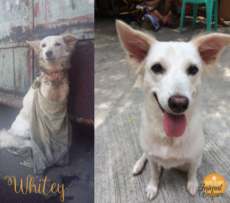 Pacific Islands Animal Welfare